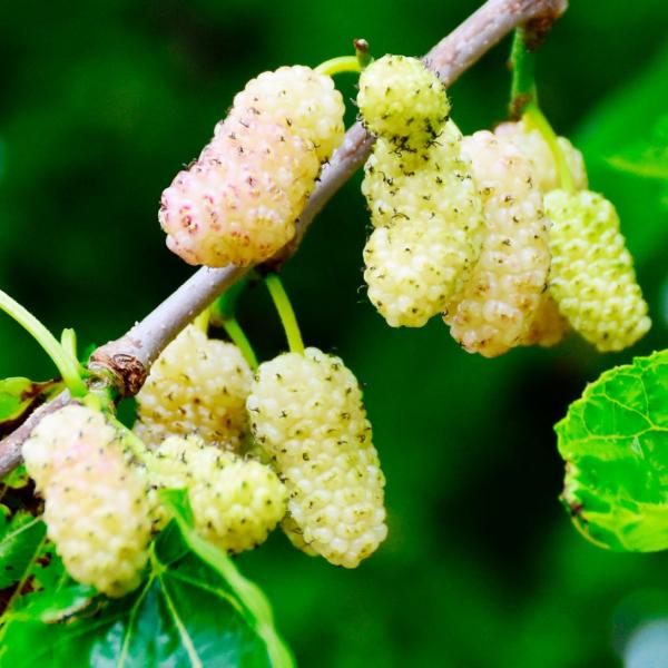 ●商品情報：トルコ原産の珍しい白い果実をつけるクワです。果実は平均果重約4gとやや小ぶりですが、従来品種の2倍近い糖度になり、最高糖度は驚愕の25度という極甘果!!●お届け状態：接木2年生ポット苗●分類：落葉樹●生長後の樹高(約)：2〜3m...