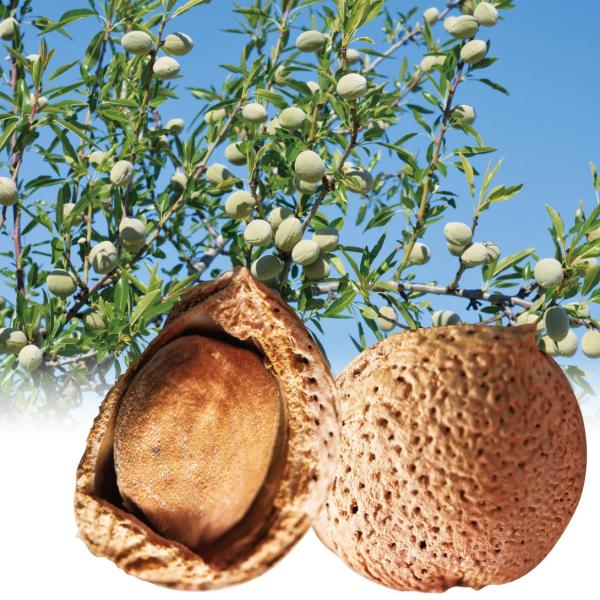 ●商品情報：アーモンド本来の豊かな風味が特長の、スペインで古くから栽培されてきた代表的な品種です。軽い歯応えと、香ばしさの中に豊かな旨味と深い風味を合わせ持ち、他のアーモンドとは別格の味わい!! そのため「アーモンドの女王」とも呼ばれていま...