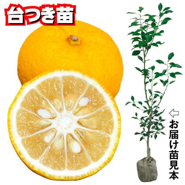 ●商品情報：芳香が極めて強く、料理や柚子風呂など利用価値が高い!【台つき苗とは】通常お届けする苗木は、時期になると掘り起こし、根についた土を落としてからポットにあげてお届けしています。しかしこちらの「台つきカンキツ苗」は、土を四角く掘り起こ...