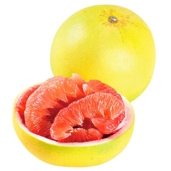 ●商品情報：果重1〜1.5ｋｇにもなる超巨大文旦! ルビー色の果肉は香り良く、クセになる美味しさ。●お届け状態：接木1年生ポット苗●分類：常緑樹●生長後の樹高(約)：2.5〜3m●収穫期(約)：1月下旬〜●日照：日なた●耐寒性：中●栽培適地...