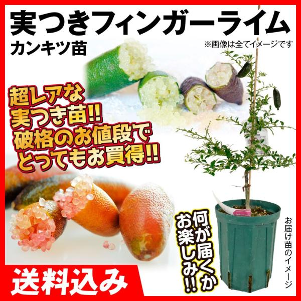 とっても希少なフィンガーライムの実つき(約2〜3個目安)鉢植えです。品種はおまかせ見計らいとなります。（リトルルビー・ダーラムエメラルドなどの中から1鉢）●商品情報:オーストラリア原産の香酸カンキツ「フィンガーライム」。その特徴は何といって...