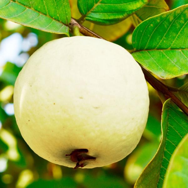 ●商品情報：モモとイチゴを合わせたような濃厚で素晴らしい香りです!! 果重約450gとリンゴ程の大きさになり、果肉はキメ細かくなめらかでクリーミーな食感で、白い果皮は薄く皮ごと食べられます。●お届け状態：実生2年生13.5cmポット苗●分類...