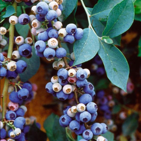 ●商品情報：約3.5gの超大粒ブルーベリー。甘味が強く、果皮がやわらかくとても美味。豊産性。●お届け状態：挿木3年生ポット苗●分類：落葉〜半常緑樹●系統：ラビットアイ系●生長後の樹高(約)：1.5〜2m●実の収穫時期(約)：7〜9月●耐寒性...