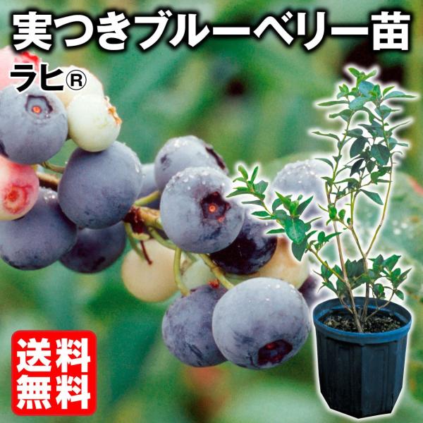 小さな果実がついた大株ブルーベリーの苗。●商品情報：酸味はほぼ感じず、生クリームのような濃厚な甘さを誇るブルーベリー! 日もち性も良好です。●お届け状態：挿木4〜5年生24cmポット苗(40〜60cm)●分類：落葉〜半常緑樹●系統：ラビット...