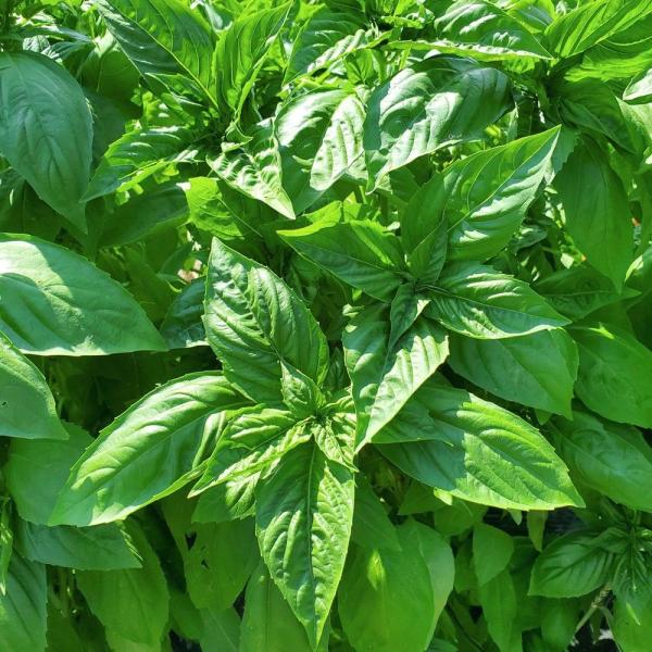 ●商品情報：ベト病に強く、生育旺盛で長く採れる! ミントのような香りのイタリアンバジル!!●お届け状態：種子●備考：播種や植え付け後の栽培条件、天候等によりその結果が異なることがありますが、弊社の責と考えられる結果不良の責めはお買い上げ代金...