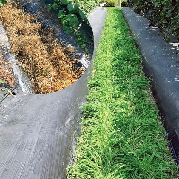 ●商品情報：発芽・初期生育が早いため、早期に地面を覆い、雑草を抑制！ また、枯れ上がりが早く、他の作物を邪魔しません。●用途：土壌改良・堆肥補給・景観形成●お届け状態：種子●播種目安：・暖地・中間地：4〜6月中旬・寒地：5〜6月●播種目安：...