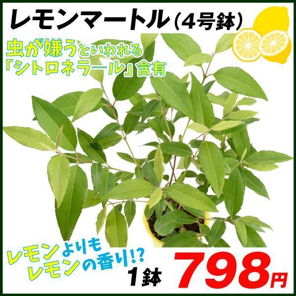 商品情報オーストラリア原産の強い柑橘系の香りがあるレモンマートル。初夏には可愛い花を咲かせます。レモンの芳香成分である「シトラール」の含有量が高く、葉をお茶や料理、デザートへの香り付けに。虫が嫌うと言われている「シトロネラール」という成分が...