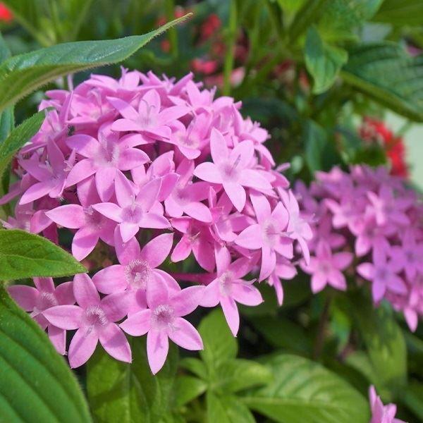 ●商品情報：これで花壇作りは完璧!売り切れ御免！今週の大特価商品。この時期だからこそ通販限界価格に挑戦！花色無選別●お届け状態：ポット苗●分類：1年草または多年草●栽培適地：庭・鉢●備考：※無選別のため、花色・草丈には偏り・バラつきがある場...