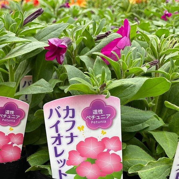 ●商品情報：これで春夏花壇は完璧!売り切れ御免！今週の大特価商品。この時期だからこそ通販限界価格に挑戦！●お届け状態：ポット苗●分類：1年草または多年草●栽培適地：庭・鉢●備考：※未開花苗が入ることがあります。※無選別のため、花色・草丈には...