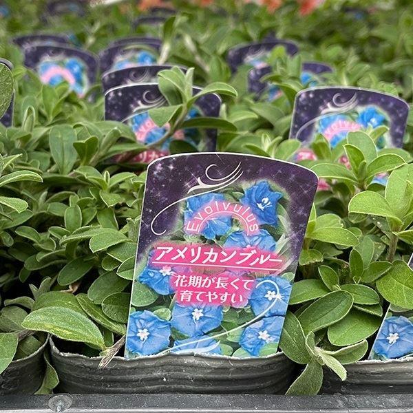 ●商品情報：これで春夏花壇は完璧!売り切れ御免！今週の大特価商品。この時期だからこそ通販限界価格に挑戦！●お届け状態：ポット苗●分類：1年草または多年草●栽培適地：庭・鉢●備考：※未開花苗が入ることがあります。※無選別のため、花色・草丈には...