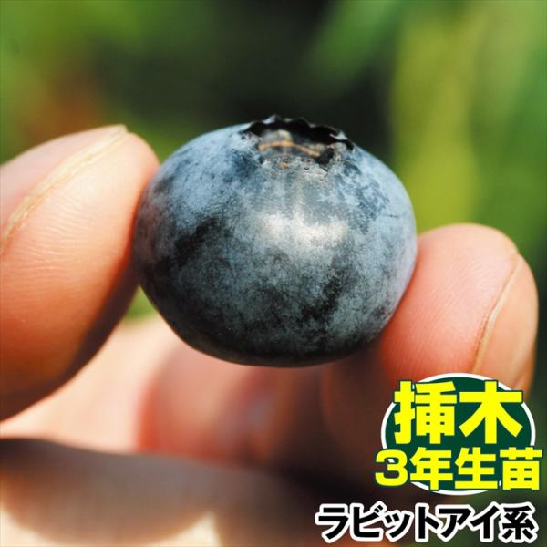 担当者オススメのラビットアイ系お買得ブルーベリー。●商品情報：味良し！外観良し！大粒！の優秀ブルーベリー。通称「ノビリス」●お届け状態 ：挿木3年生ポット苗●分類：落葉樹●系統：ラビットアイ系●生長後の樹高：1.5〜2m●収穫期：7〜9月●...