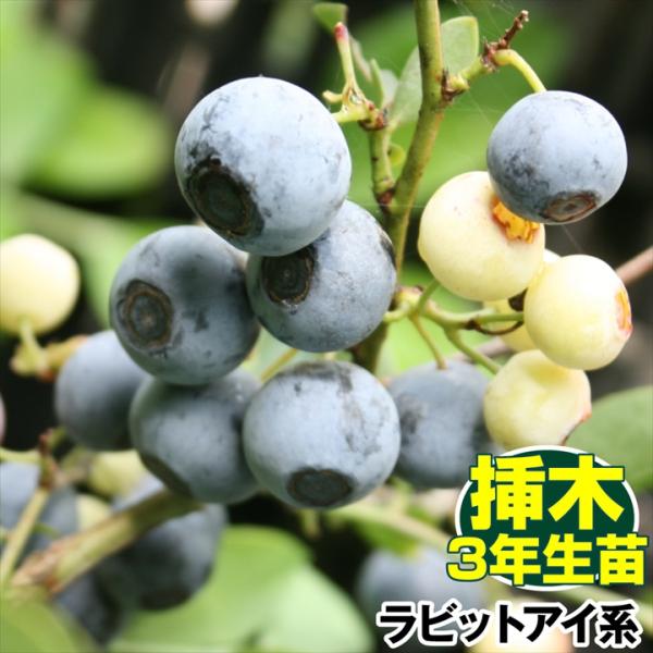 担当者オススメのラビットアイ系お買得ブルーベリー。●商品情報：暑さに強くて、甘い！中〜晩生ブルーベリー。●お届け状態 ：挿木3年生ポット苗●分類：落葉樹●系統：ラビットアイ系●生長後の樹高：1.5〜2m●収穫期：7〜9月●日照：日向〜半日陰...