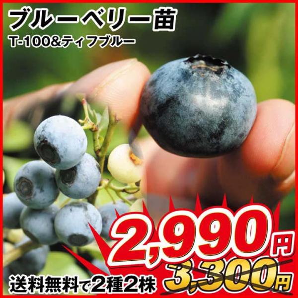 ●セット内容：T-100 挿木3年生苗 1株 、ティフブルー 挿木3年生苗 1株 ●商品情報：担当者オススメのラビットアイ系お買得ブルーベリー。T-100：味良し！外観良し！大粒！の優秀ブルーベリー。ティフブルー：暑さに強くて、甘い！中〜晩...