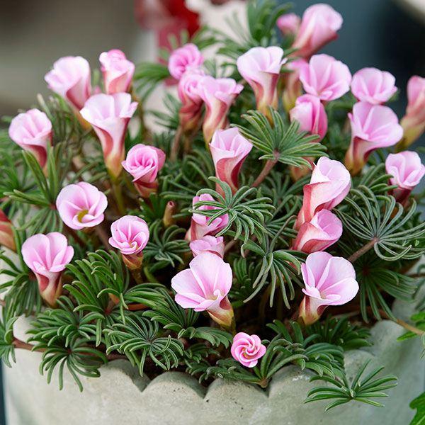 ●学名・英名：Oxalis Autumn Pink●商品情報：蕾までがキュートな桃花。日本ではカタバミの名でも親しまれている植物です。丈夫で育てやすく、植えっぱなしでもOK!! カタバミ科。●お届け状態：球根 (超小球)●開花期(約)：9月...