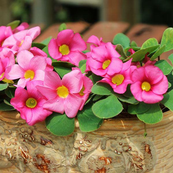 ●学名・英名：Oxalis　purpurea●商品情報：日本ではカタバミの名でも親しまれている植物です。丈夫で育てやすく、植えっぱなしでもOK!! カタバミ科。バリアビリスは、オキザリスの中では比較的寒さに強く、開花期の長いタイプです。●お...