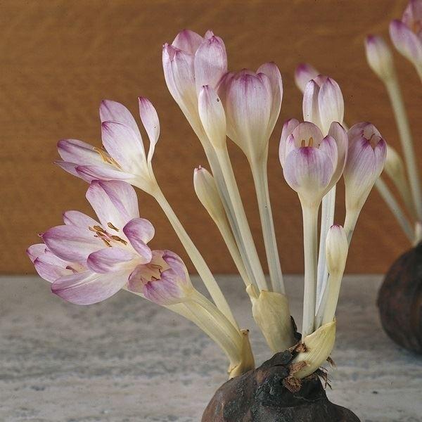 ●学名・英名：Colchicum The Giant●商品情報：大輪コルチカム。生命力が強く、水や土がなくても立派に開花!! バスケットに数球詰めて置くだけで、簡単フラワーバスケットになります。庭植えなら数年植えっぱなしでも大丈夫です。イヌ...