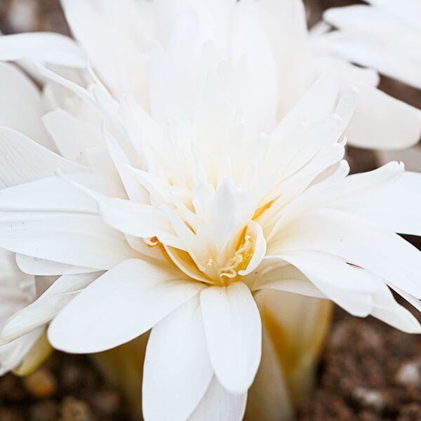 ●学名・英名：Colchicum Alboplenum●商品情報：八重咲きの白花コルチカム。生命力が強く、水や土がなくても立派に開花!! バスケットに数球詰めて置くだけで、簡単フラワーバスケットになります。庭植えなら数年植えっぱなしでも大丈...