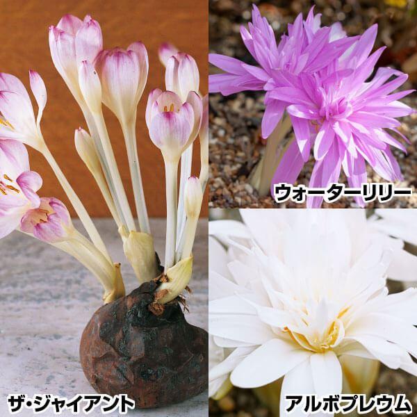 セット内容ウォーターリリー・アルボプレウム・ザ・ジャイアント/各1球●学名・英名：Colchicum●商品情報：コルチカムは生命力が強く、水や土がなくても立派に開花!! バスケットに数球詰めて置くだけで、簡単フラワーバスケットになります。庭...