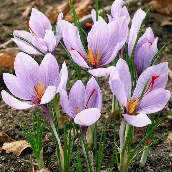 ●学名・英名：Crocus sativus●商品情報：サフランはとっても強健な性質で、なんと水や土がなくても栽培可能! 初心者の方にもオススメです。アヤメ科。●お届け状態：球根 (球周: 約12〜13cm)●開花期(約)：10-11月●草丈...