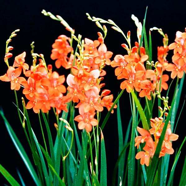 ●学名・英名：Tritonia laxifolia●商品情報：秋から初冬まで開花する珍しいトリトニアの原種。花の少ない季節の切花におすすめです。アヤメ科。●お届け状態：球根 (開花見込みサイズ)●開花期(約)：10-12月●草丈(約)：20...