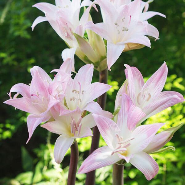 ●学名・英名：Amaryllis belladonna●商品情報：ホンアマリリスは花の少ない夏から秋に花径12cmほどのゆりに似た大輪花を咲かせます。白、桃色の花は香りも素敵。花壇や鉢植えはもちろん、切花にも大人気です! 別名「ベラドンナリ...