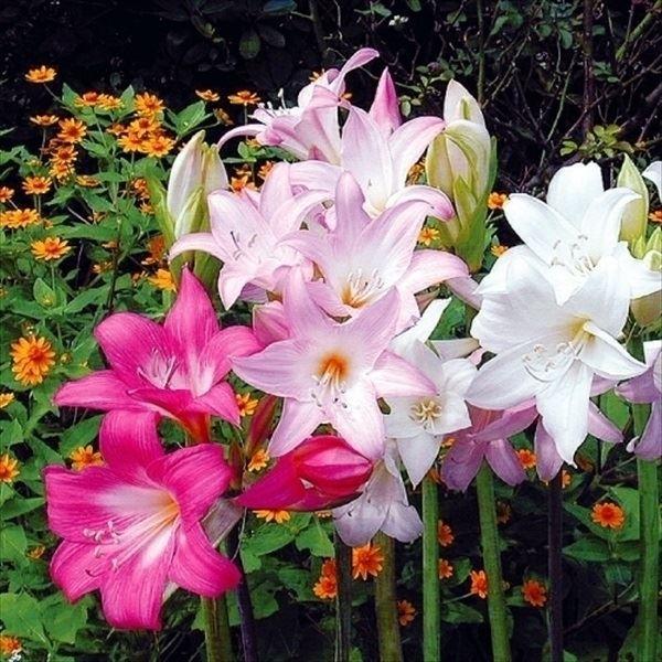 セット内容：白花、桃花/各1球●学名・英名：Amaryllis belladonna●商品情報：ホンアマリリスは花の少ない夏から秋に花径12cmほどのゆりに似た大輪花を咲かせます。白、桃色の花は香りも素敵。花壇や鉢植えはもちろん、切花にも大...