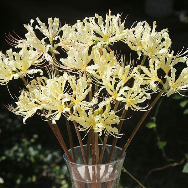 ●学名・英名：Lycoris 'Sperad'●商品情報：シネンシスとプミラの交配品種。少し小さめのレモンイエローの花が繊細な印象を与えるリコリス。性質強健でとても育てやすく、植えっぱなしにすると花つきがよくなります。ヒガンバナ科。注）今年...