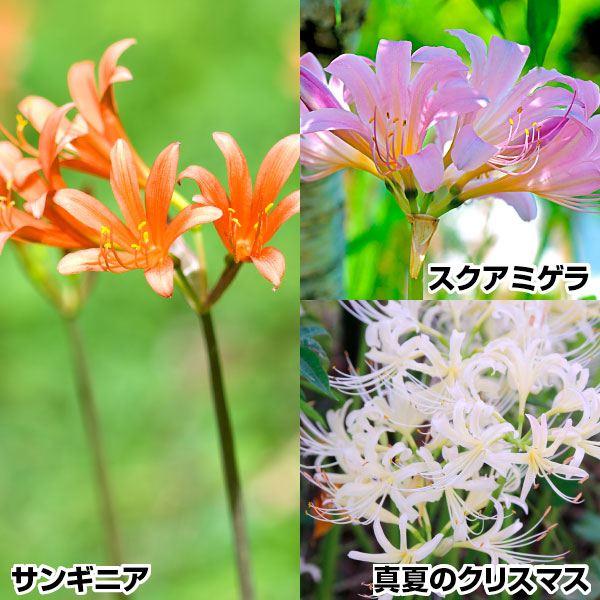 セット内容スクアミゲラ(ナツズイセン)・サンギニア(キツネノカミソリ)・真夏のクリスマス/各3球●学名・英名：Lycoris●商品情報：リコリスは晩夏から秋にかけて色彩豊かに咲き誇ります。性質強健でとても育てやすく、植えっぱなしにすると花つ...