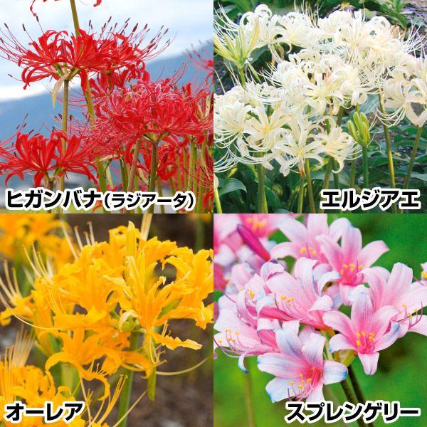 セット内容：ヒガンバナ（ラジアータ）/10球、エルジアエ・オーレア・スプレンゲリー/各3球●学名・英名：Lycoris●商品情報：別名は「曼殊沙華(まんじゅしゃげ)」「Spider lily(スパイダーリリー)」など。リコリスは晩夏から秋に...