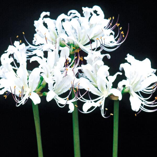 ●学名・英名：Lycoris Snow Fairly●商品情報：咲き始めは淡いクリーム色で、咲き進むにつれて純白の花を咲かせるリコリス。群植すると見事です。性質強健でとても育てやすく、植えっぱなしにすると花つきがよくなります。ヒガンバナ科。...
