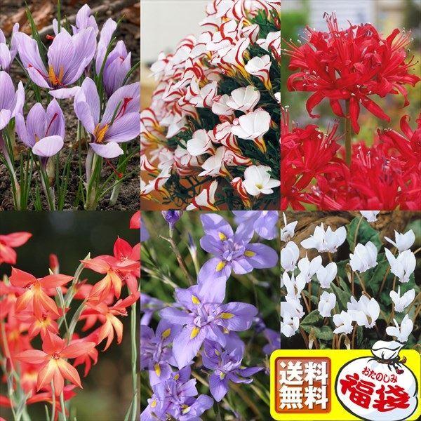 ●商品情報：リコリス以外の夏植え球根が20球以上入った福袋。内容例：ダイヤモンドリリー、ホンアマリリス(ベラドンナリリー)、オキザリス、原種シクラメン、サフラン、モレア、秋咲グラジオラス、ステルンベルギアなど。●お届け状態：球根●注意事項：...