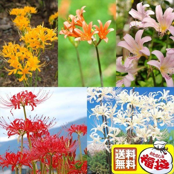 ●学名：Lycoris●商品情報：晩夏から秋にかけて色彩豊かに咲き誇るリコリスを集めた福袋。性質強健でとても育てやすく、植えっぱなしにすると花つきが良くなります。ヒガンバナ科。●お届け状態：球根●開花期(約)：7-10月●草丈(約)：30-...