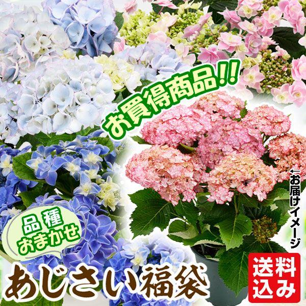 ●学名・英名：Hydrangea macrophylla●商品情報：とってもお買得価格のアジサイの鉢花を、花色見計らい・名称付きで厳選してお届け！ 花が咲いていて豪華な鉢花なので、ご自宅用にもプレゼントにも喜ばれます。名称付き。アジサイ科。...