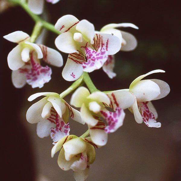 ●商品情報昔から人気のある着生蘭。花つきが良く、とても良い香りです。●お届け状態：ポット苗●開花期：6?8月●生長後の草丈：5?20cm●日照：半日陰●耐寒性：弱●栽培適地：鉢