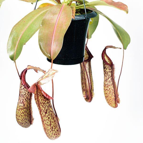 ●商品情報今ではとても有名になった食虫植物！ツルの先のひょうたん型の捕虫袋に虫を誘い、落とし込んで消化、吸収します。ミランダは捕虫袋の口が赤いのが特徴的。●お届け状態：5寸鉢●耐寒性：弱（15度を下回る気温になったら室内に取り込んで育てまし...