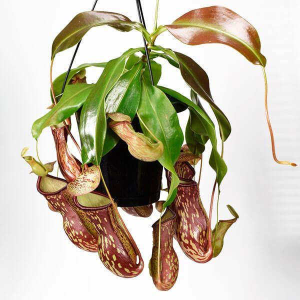 ●商品情報今ではとても有名になった食虫植物！ツルの先のひょうたん型の捕虫袋に虫を誘い、落とし込んで消化、吸収します。ガヤは、鮮やかな赤に緑色のまだら模様が入ります。●お届け状態：5寸鉢●耐寒性：弱（15度を下回る気温になったら室内に取り込ん...