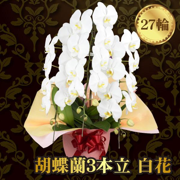 商品情報贈り物やお祝いの代表花＝胡蝶蘭お届け状態3本立て開花株栽培適地鉢植え注意事項※着日指定はご注文日の7営業日後よりお受けいたします。（※土・日・祝の発送はありません）。ご指定がない場合は通常ご注文より7〜14営業日でのお届けとなります...