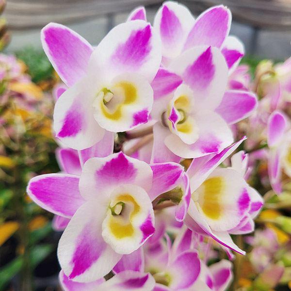 ●学名・英名：Dendrobium China Dream Crystal●商品情報：とても珍しく生産数も少なく、『幻のデンドロビューム』と呼ばれるほど貴重なデンドロビュームです。ピンクの覆輪が可愛らしい。小ぶりの花をたくさん咲かせます。ラ...