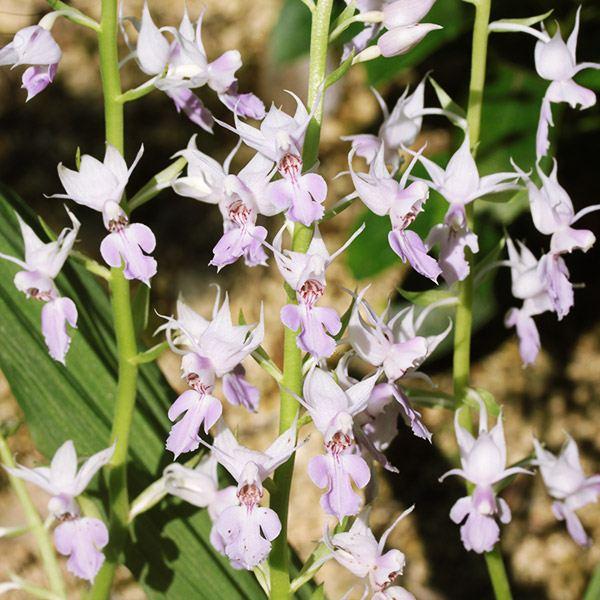 ●学名・英名：Calanthe reflexa●商品情報：夏に咲くエビネ。日陰の湿った場所を好みます。暑さには弱いので猛暑地では遮光をすることをおすすめします。ラン科。●お届け状態：10.5cmポット苗●分類：多年草●開花期(約)：7-9月...