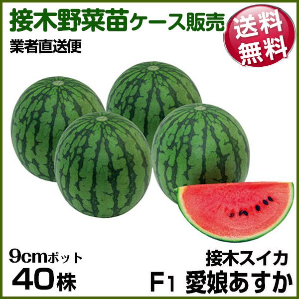 ●商品情報：草勢は中強、葉色濃緑、ツル細めで低温・少日照期にも徒長しにくく、花粉発生も良好で着果しやすい。裂果少なく栽培容易。肉質は硬めでシャリ感あり食味良好。2番果以降の高温期においても安定し、秀品率が高い。●お届け状態：接木9cmポット...