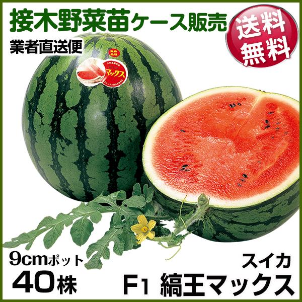 ●商品情報：スイカ特有の香り・甘味が楽しめる。肉質はやわらかでシャリ感に富む。収穫適期の幅が広く家庭菜園におすすめ。●お届け状態：接木9cmポット苗 40株入り●糖度：約11〜12度