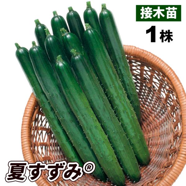 ●商品情報：夏秋栽培で問題になるうどんこ病・べと病に強く栽培簡単！ 果色は濃緑でツヤがあり、食味にも優れ、高い秀品率を誇ります。●果長（約）：21〜22cm●お届け状態：接木9cmポット苗●備考：※接木苗、特にウリ科植物(ゴーヤ・キュウリ・...