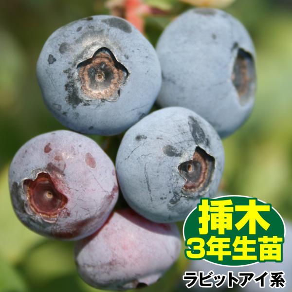 ●商品情報：強健で育てやすい大粒ブルーベリー。初心者にもオススメです。早生。●お届け状態：挿木3年生ポット苗●分類：落葉樹●系統：ラビットアイ系●生長後の樹高(約)：1.5〜2m●実の収穫期(約)：7〜9月●日照：日なた〜半日陰●耐暑性：強...