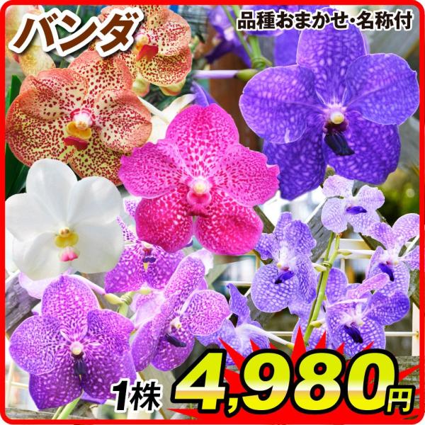 ●学名・英名：Vanda●商品情報：洋ランの中でもブルー系の花が多いバンダ。他にもピンク系や黄色系、白など品種は豊富です。品種はお選びいただけませんが、お買得価格でバンダの苗をお届け！ラン科。●お届け状態：開花見込み株●分類：多年草、着生ラ...