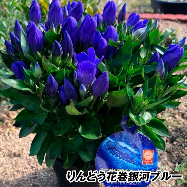 ●商品情報：岩手県産のエゾリンドウの一種で、初秋に映える美しいブルーの花。他のりんどうより開花はやや遅めです。花一輪が大きく、花数も多く、花もちも良く、ボリューム満点!!登録名：Galaxy blue●お届け状態：3.5寸ポット苗●分類：多...