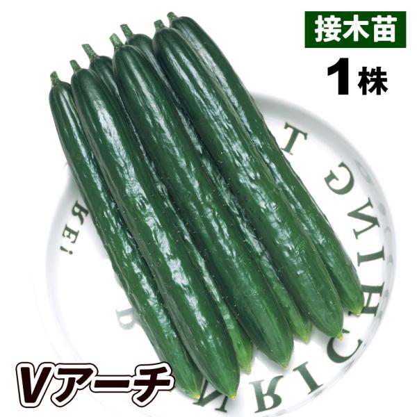 病気に強い！●商品情報：うどんこ病・べと病・ウイルス病に耐病性を持ち、褐斑病にも強い!初期から多収で、栽培後期まで側枝が安定して発生し、栽培期間を通じて高い秀品率を誇ります。肉質は歯切れ良く食味も抜群!●果長（約）：21〜22cm●お届け状...