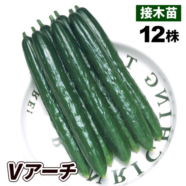病気に強い！●商品情報：うどんこ病・べと病・ウイルス病に耐病性を持ち、褐斑病にも強い!初期から多収で、栽培後期まで側枝が安定して発生し、栽培期間を通じて高い秀品率を誇ります。肉質は歯切れ良く食味も抜群!●果長（約）：21〜22cm●お届け状...