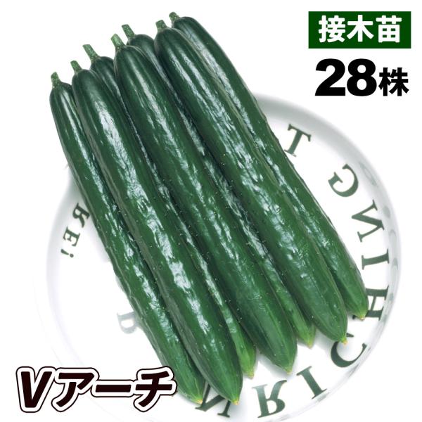 病気に強い！●商品情報：うどんこ病・べと病・ウイルス病に耐病性を持ち、褐斑病にも強い!初期から多収で、栽培後期まで側枝が安定して発生し、栽培期間を通じて高い秀品率を誇ります。肉質は歯切れ良く食味も抜群!●果長（約）：21〜22cm●お届け状...
