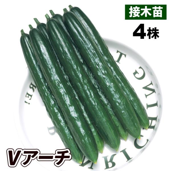 病気に強い！●商品情報：うどんこ病・べと病・ウイルス病に耐病性を持ち、褐斑病にも強い!初期から多収で、栽培後期まで側枝が安定して発生し、栽培期間を通じて高い秀品率を誇ります。肉質は歯切れ良く食味も抜群!●果長（約）：21〜22cm●お届け状...