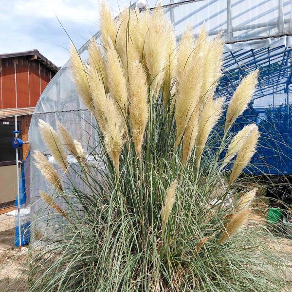 ●学名・英名：Cortaderia selloana Pumila●商品情報：矮性のパンパスグラス。ふさふさしたシルバーがかったクリーム色の穂をつけます。従来種のように大きくならないので、お庭で育てるのにぴったりのサイズです。イネ科。※出穂...